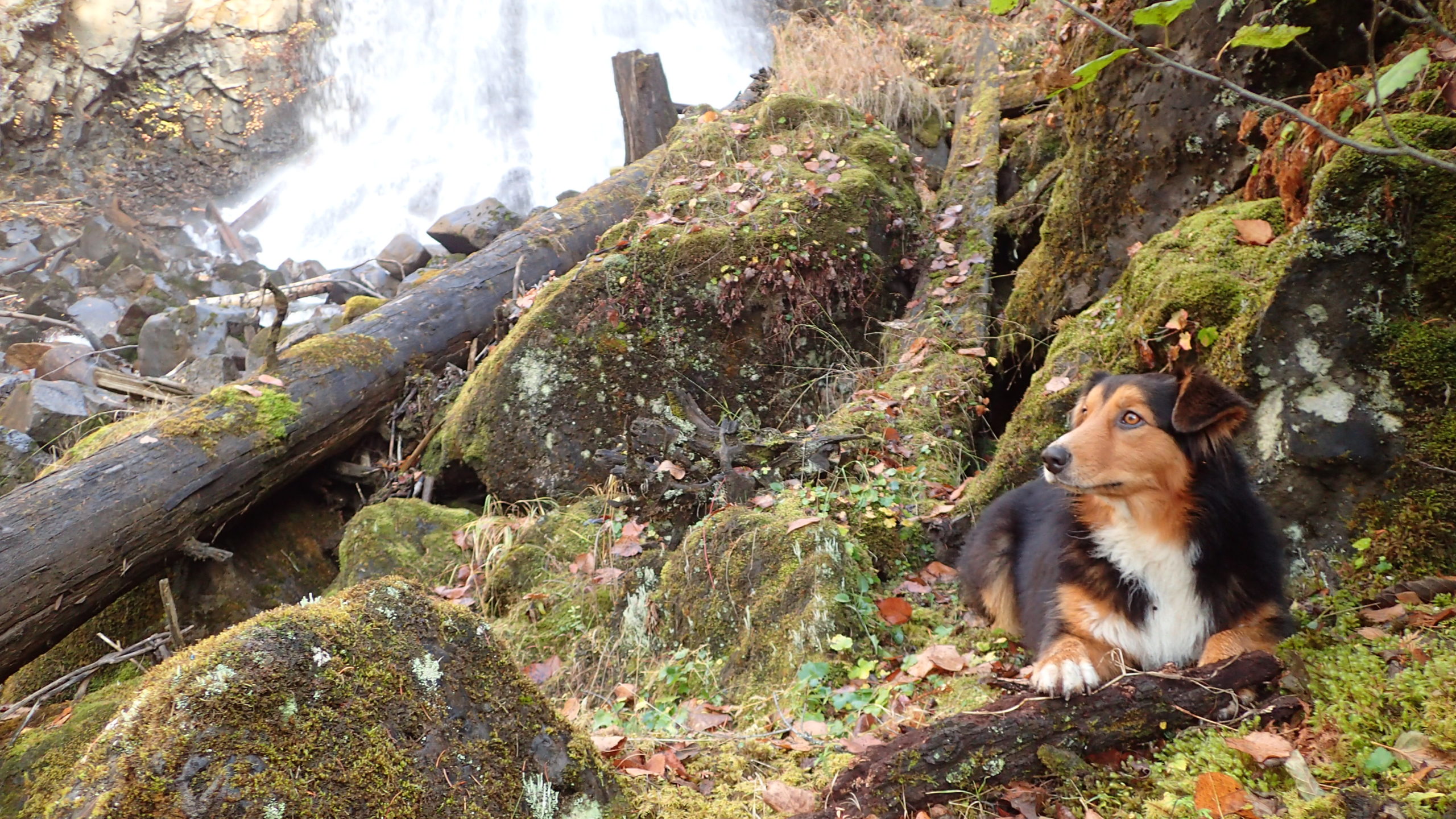 Introducing: The Excursions | Edgewood Wild