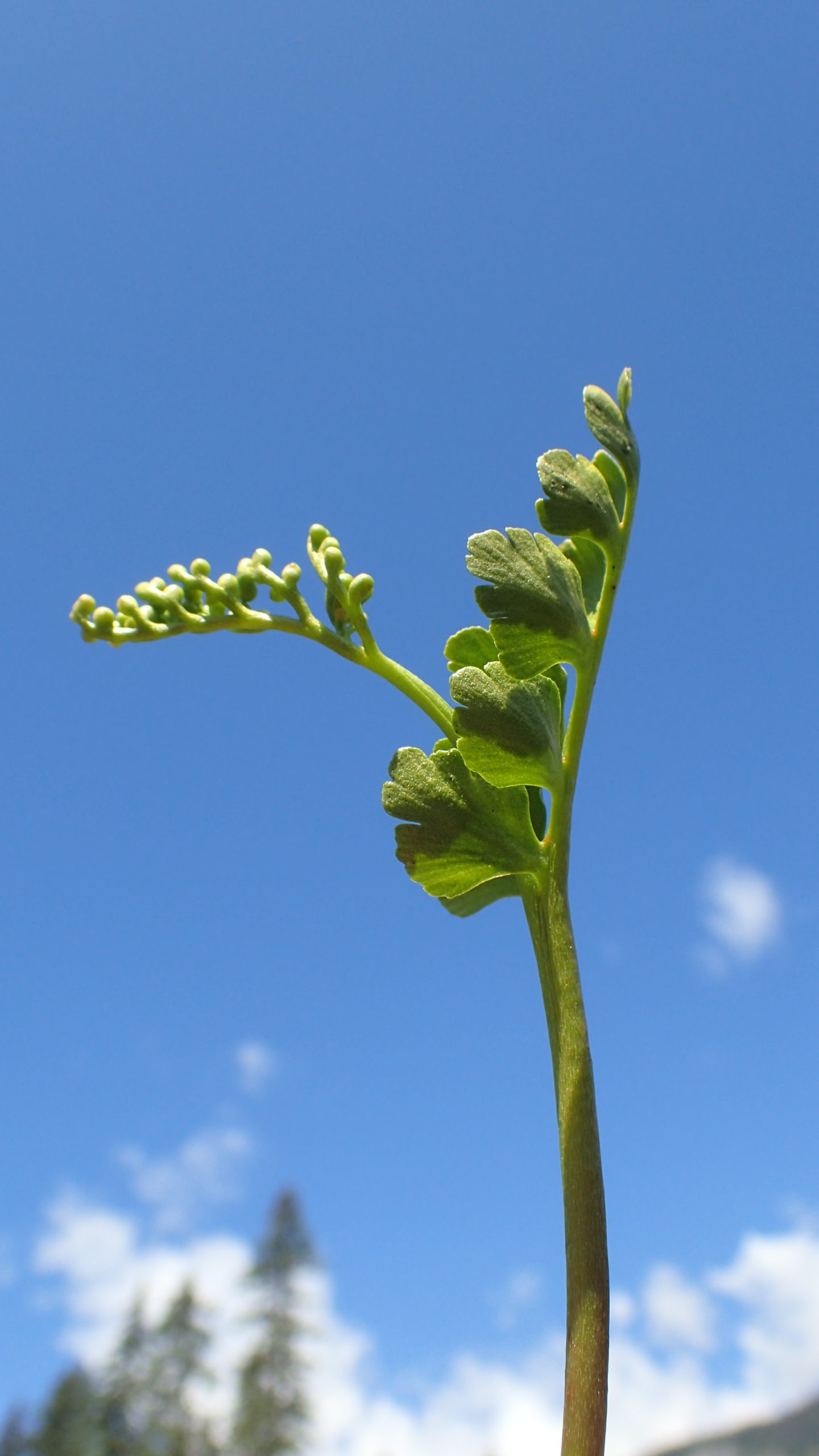 Explorer’s Log: Moonwort Magic | Edgewood Wild