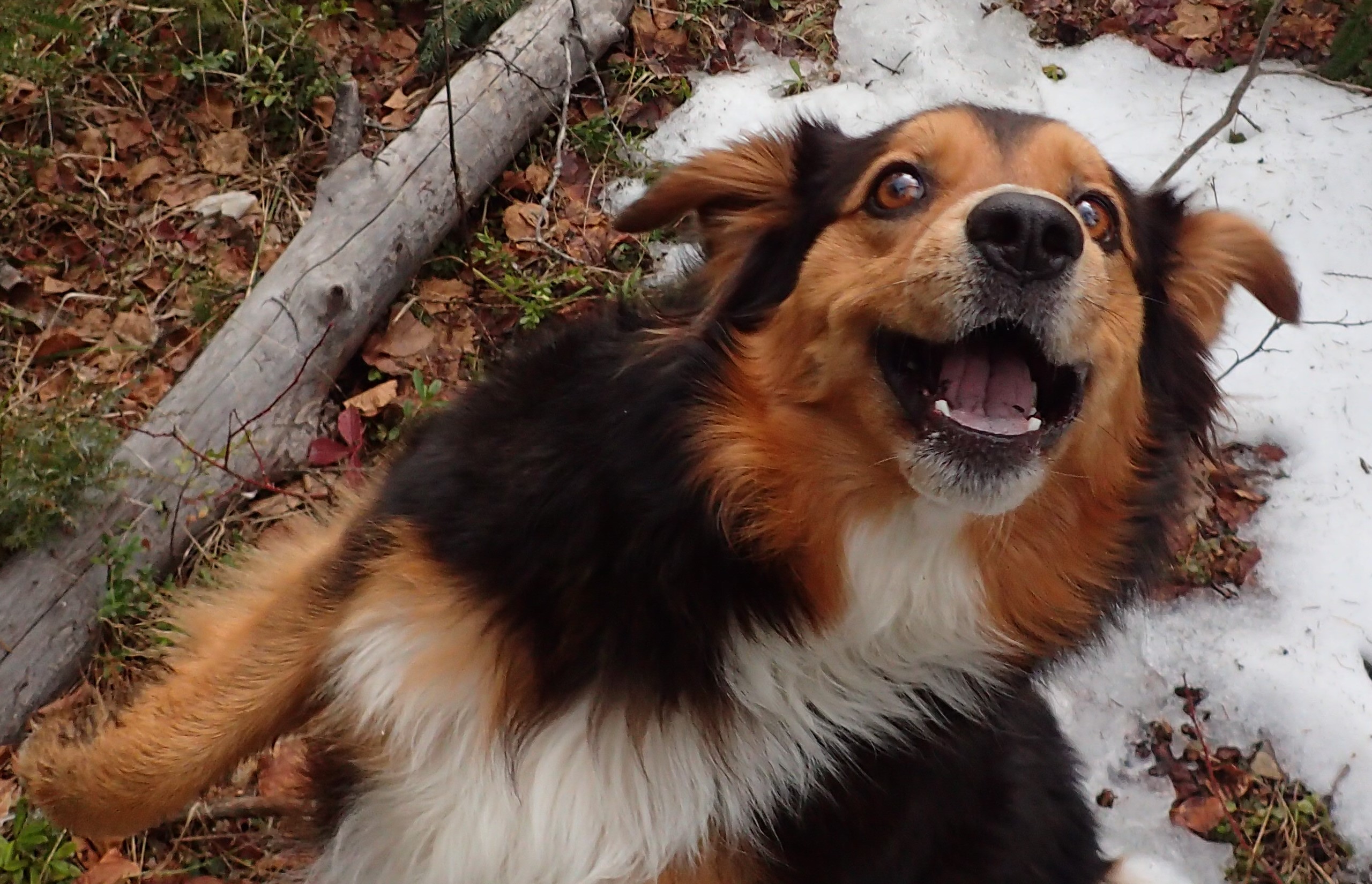 Everything’s Going Kabuki! | Edgewood Wild